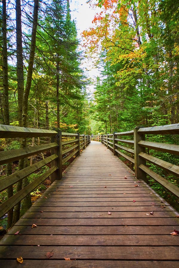 Green and Colorful Fall Trees Straight Boardwalk Park Trail Walkway ...