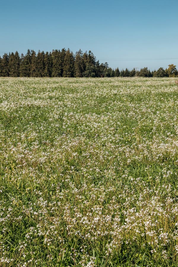 Green and Colorful Flower Field with Little Forest Stock Photo - Image ...