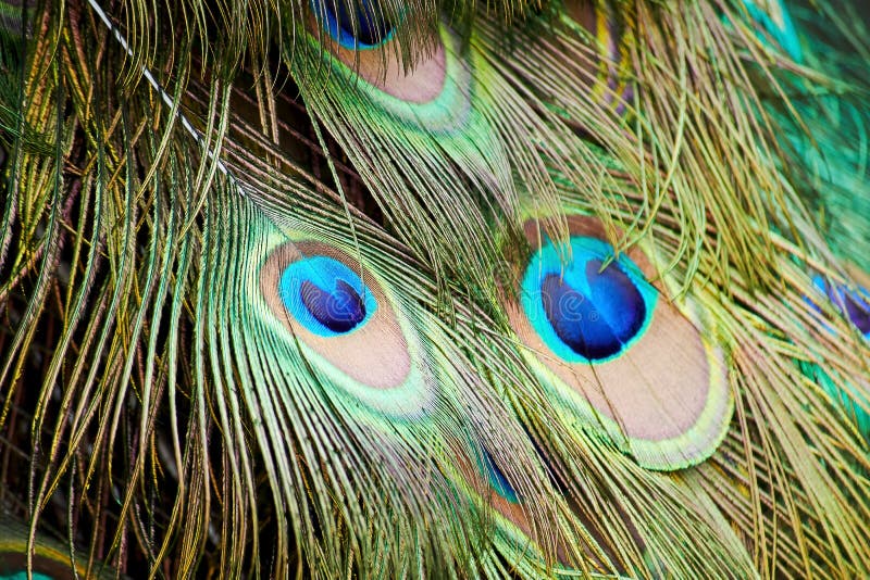 Green Colorful Peacock Tail Texture with Feathers Stock Photo - Image ...