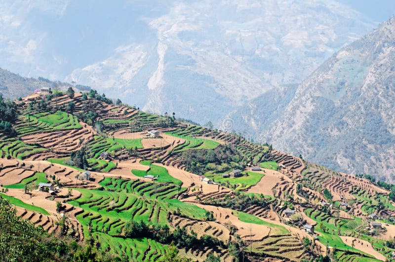 Green and Colorful Rice Field Terraces, Nepal Stock Photo - Image of ...