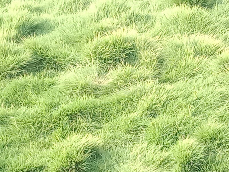 Green colour grass stock photo. Image of grass, vegetation - 204683324