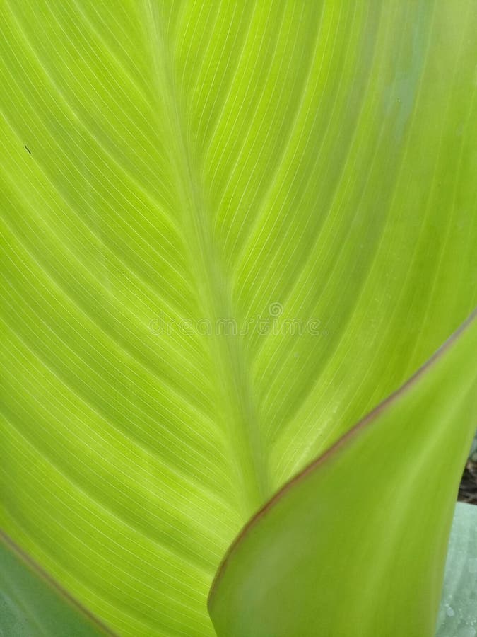 Green colour leaf stock image. Image of lawn, branch - 179647677