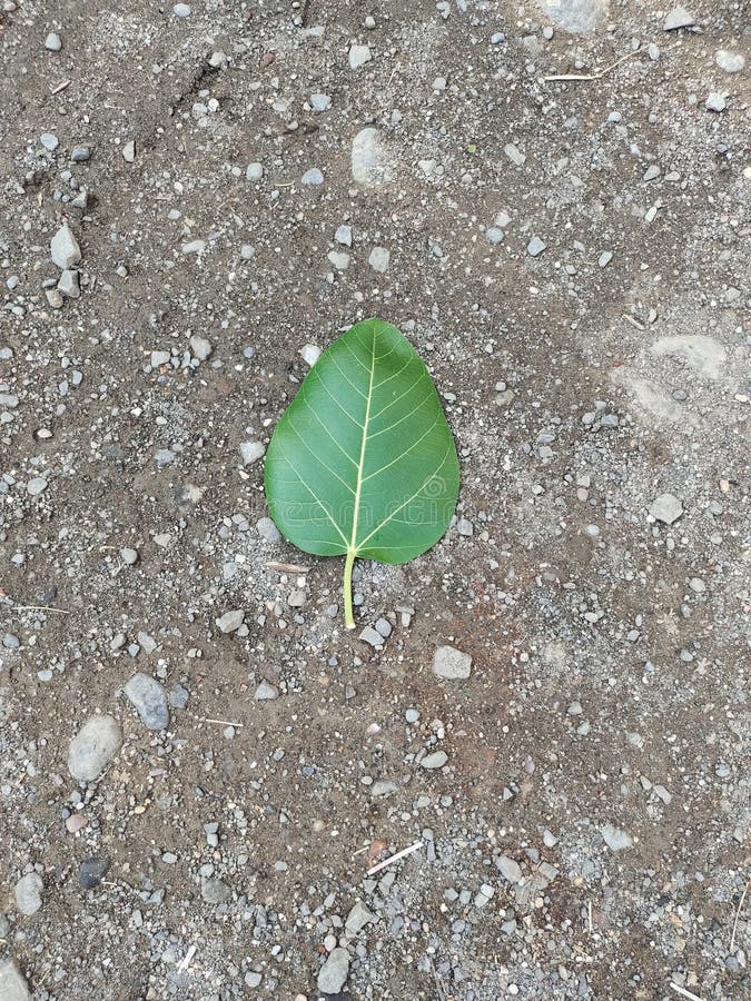 The Green Colour of the Peepal Tree Leaf is Good Stock Image - Image of ...