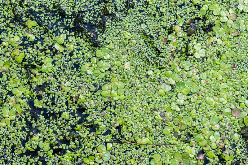 Green Coloured Duckweed on the Water Surface in the Pond Stock Image ...