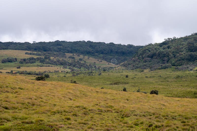 Green Tree and Plains Background Stock Photo - Image of season ...