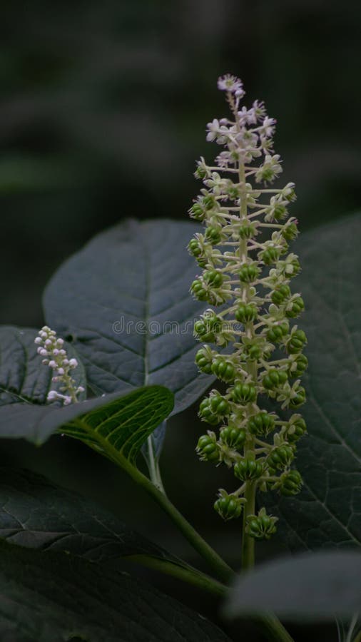 Green column stock image. Image of green, spring, macro - 226113237