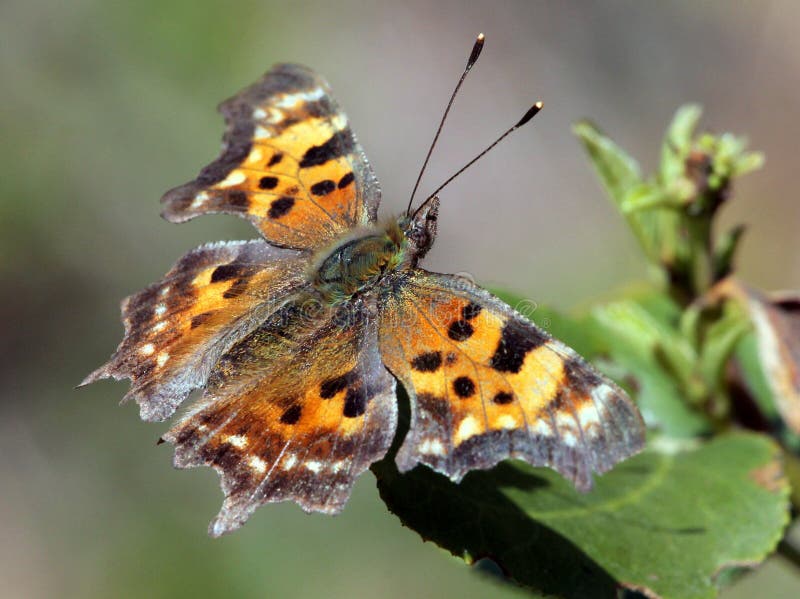 Green Comma Butterfly - Polygonia Faunus Stock Photo - Image of ...