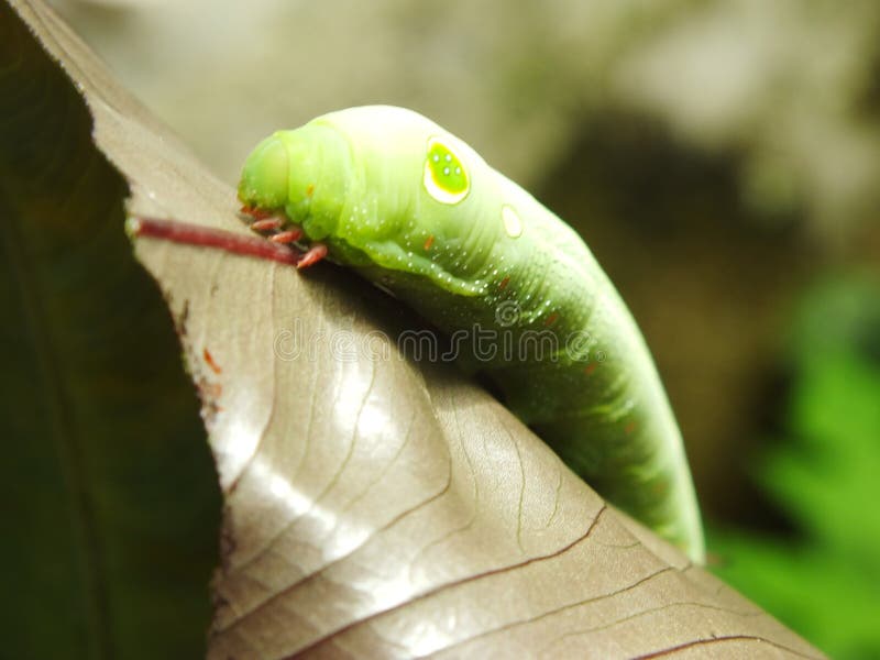 Green Common Caterpillar Eating a Leaf Stock Image - Image of common ...