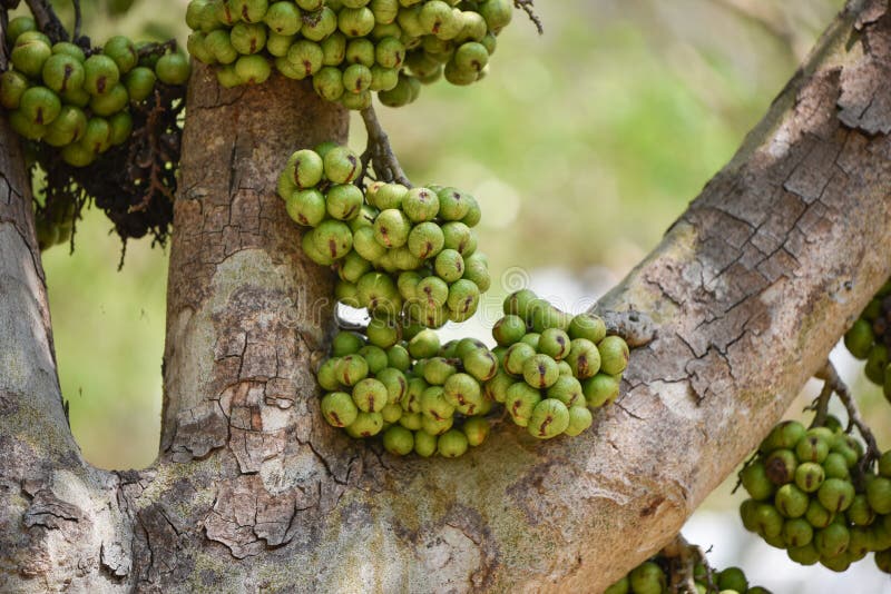 Green Common Fig Fruit - Wild Figs Stock Image - Image of branch ...