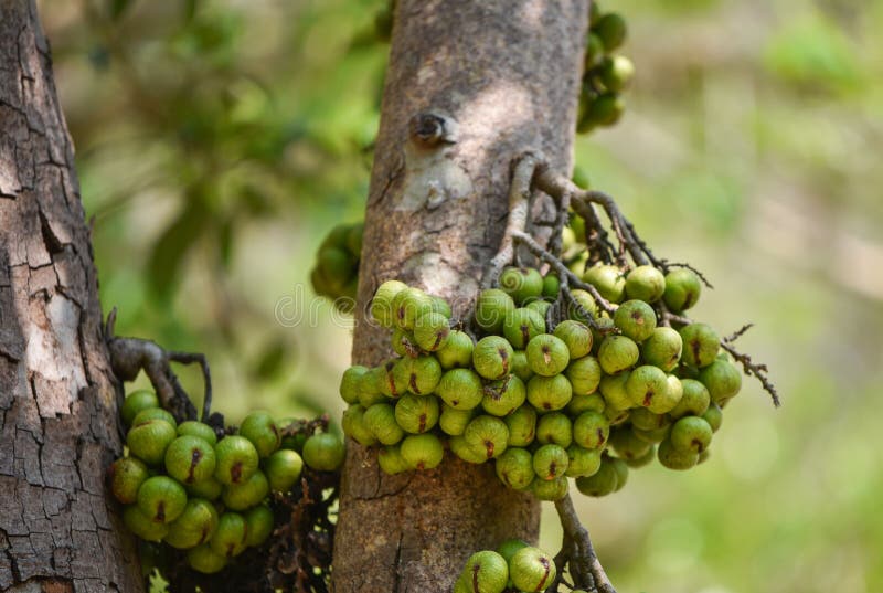 Green Common Fig Fruit - Wild Figs Stock Photo - Image of animal, leaf ...