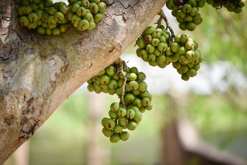 Green Common Fig Fruit - Wild Figs Stock Image - Image of cute, animal ...