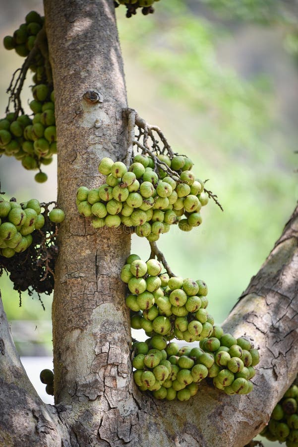 Green Common Fig Fruit - Wild Figs Stock Image - Image of plant, animal ...