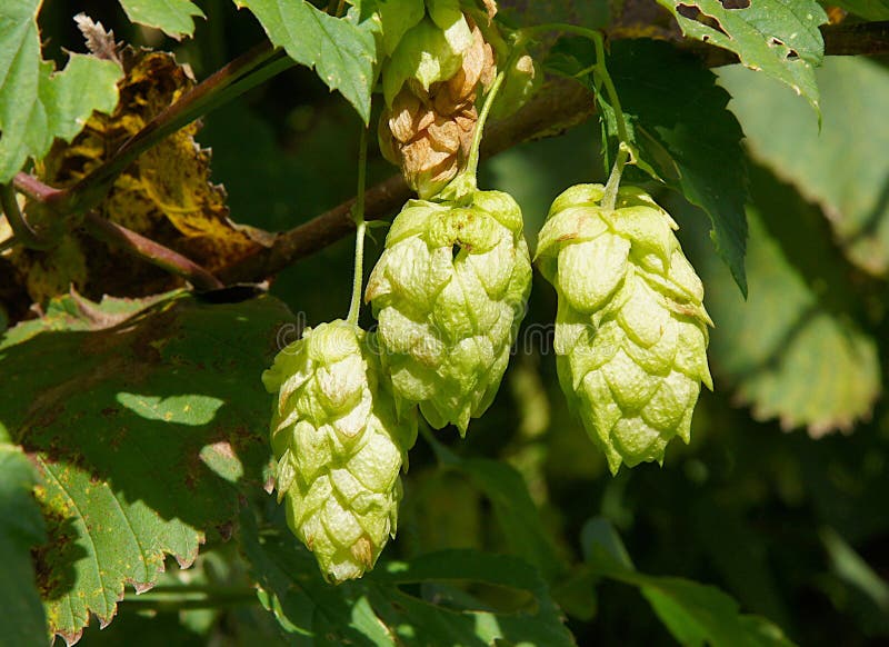 Green common hops stock image. Image of macro, flora - 244644765
