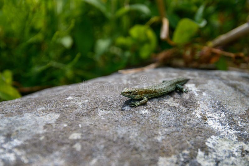 Common Lizard stock image. Image of stone, grey, leaves - 191430927