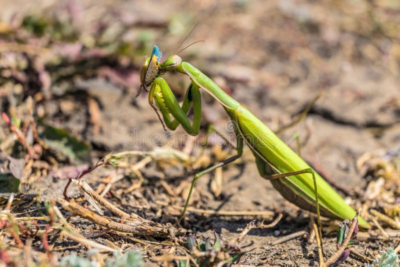 Green Common Mantis Mantis Religious Eating Prey Stock Photo - Image of ...