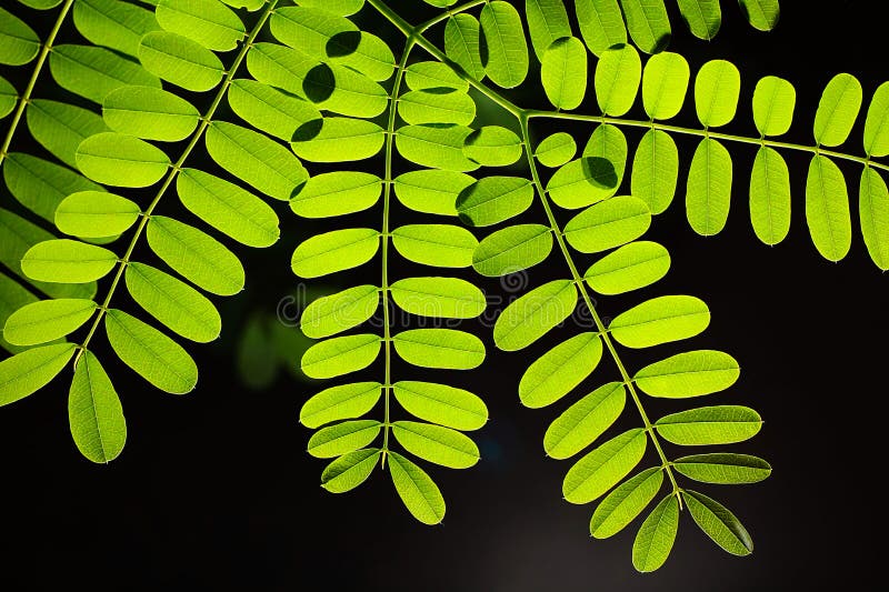 Green Compound Leaf with Light through a Black Background Stock Photo ...