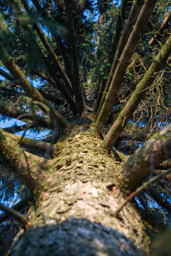 Green Concept. Top Tree with Green Leaves Shot from Below and Sun Light ...