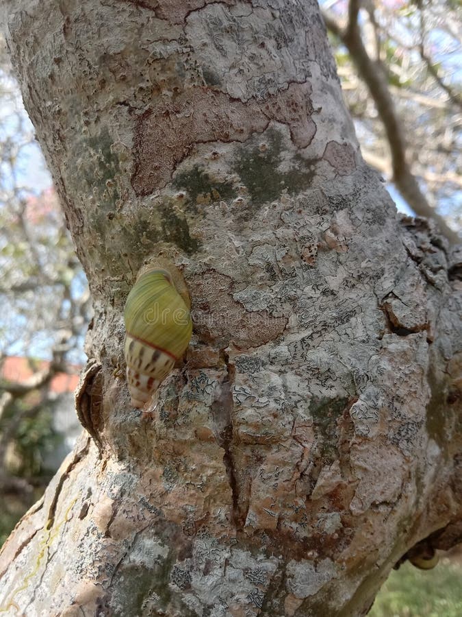 Green Conch from the Plains of Java Stock Photo - Image of rock, plains ...