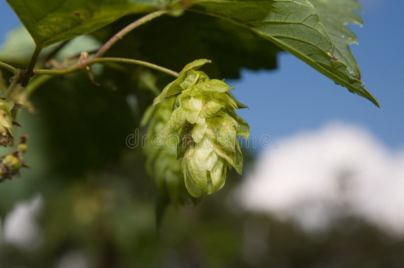 Green cone of hop stock photo. Image of plant, vine, alcohol - 11148232