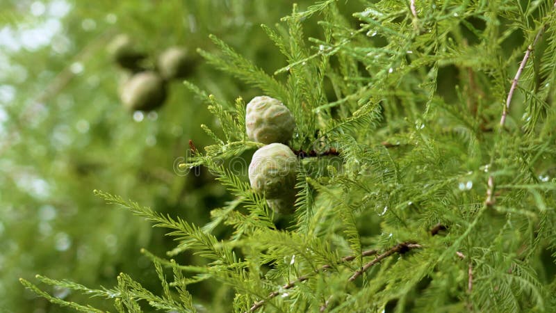 Green Cones of a Bald Cypress Tree with Raindrops on the Foliage Stock ...