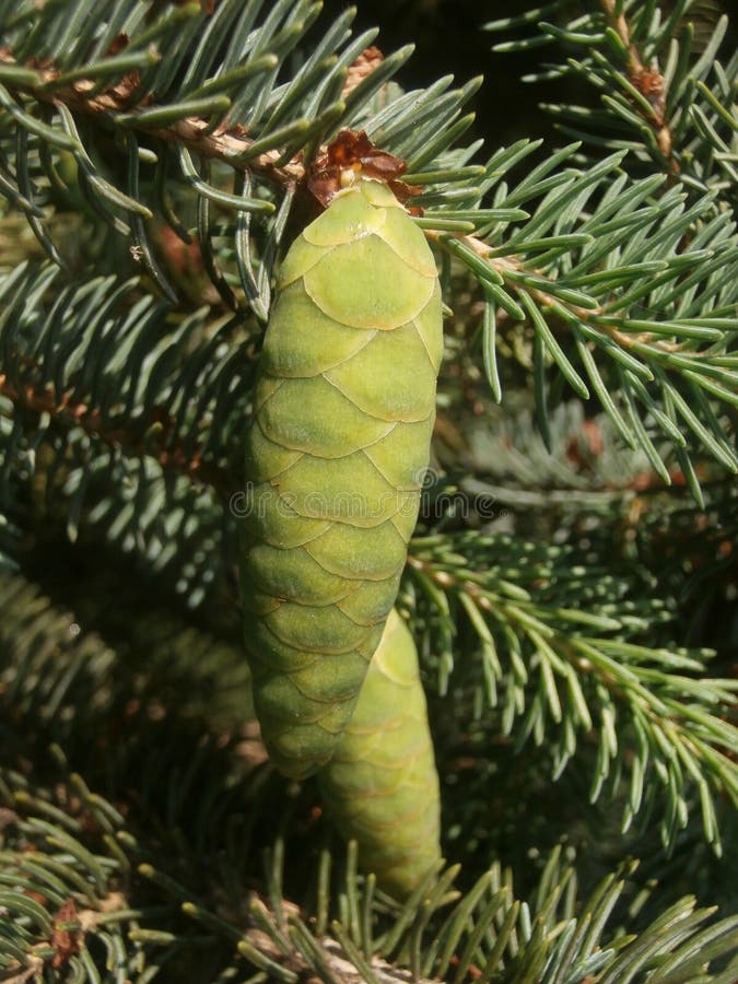 Green cones stock image. Image of evergreen, spring, black - 31806049