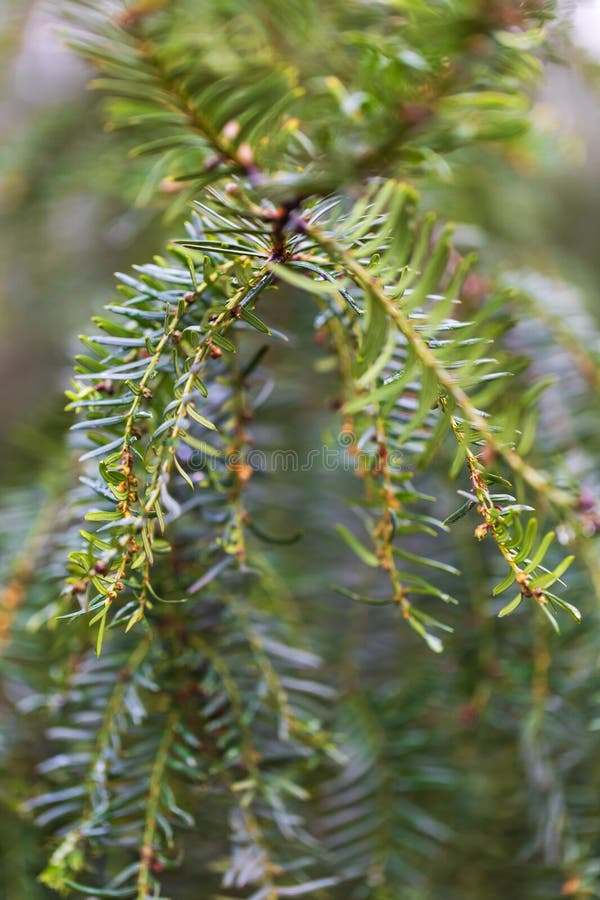 Green Conifer Twigs. There are Drops of Water on the Needles after the ...