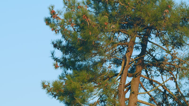 Green Coniferous Branch of a Tree. Wind Sways in the Forest Green Sharp ...
