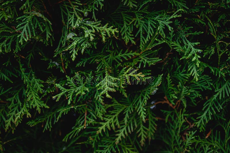 Green Coniferous Bush , Thuja Hedge Texture Close Up. Stock Photo ...