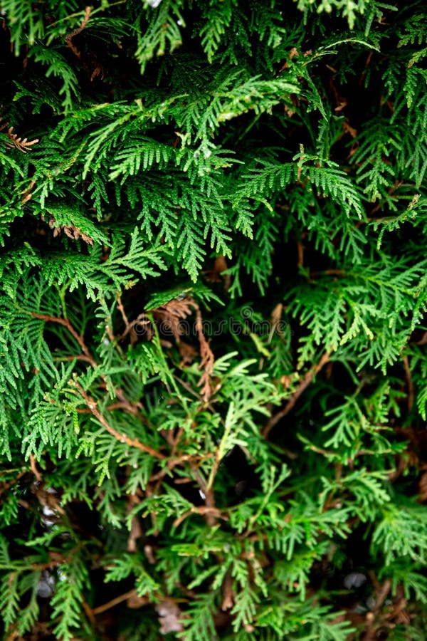Green Coniferous Bush , Thuja Hedge Texture Close Up. Stock Photo ...
