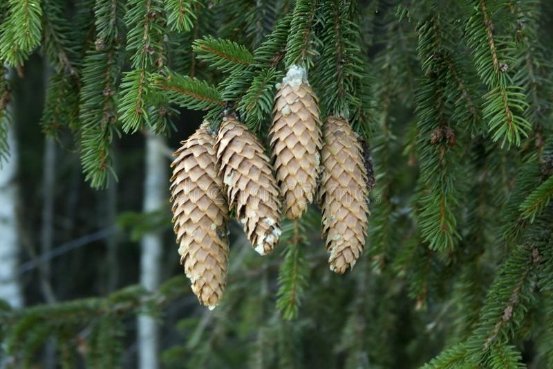 Green Coniferous Pine Tree with Long Cones Stock Image - Image of ...