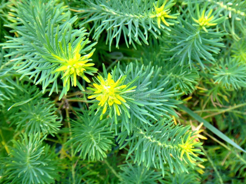 Soft needles stock photo. Image of christmas, tree, summer - 101501190