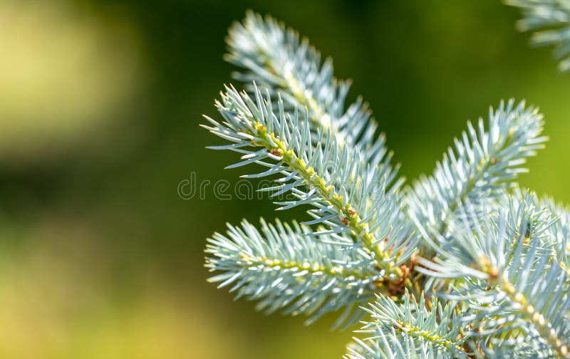 Green Coniferous Tree Branch in the Park Stock Photo - Image of twig ...