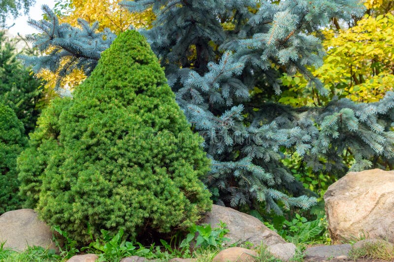 Green Coniferous Tree in the Shape of a Pyramid on a Background of Blue ...