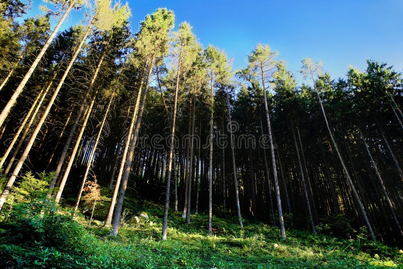 Green coniferous wood stock image. Image of jaunt, foliage - 2863781