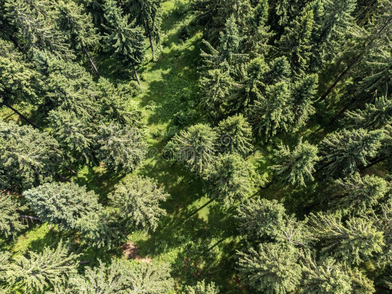 Conifers from above stock image. Image of rustic, branch - 792319