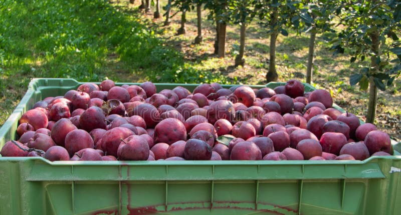 Green Container Full of Red Apples on a Farm Stock Photo - Image of ...