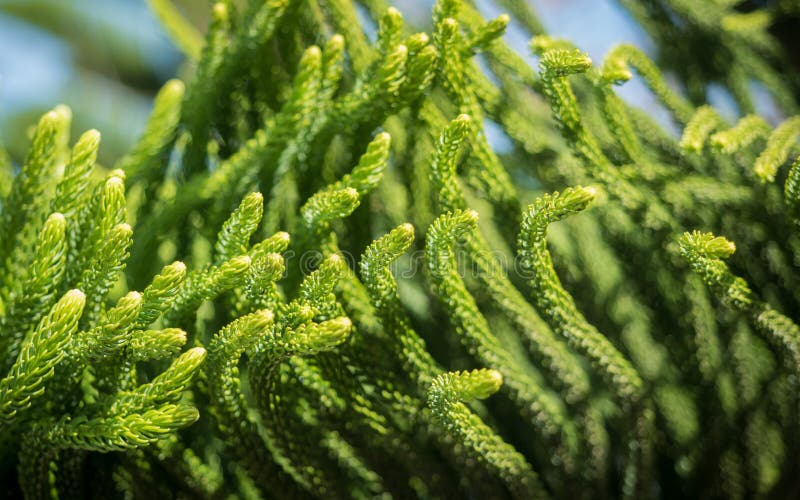 Green Cook Pine Tree Leave. Stock Image - Image of pattern, abstract ...