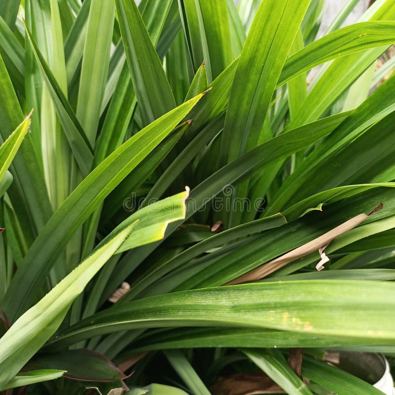 617 Pandan Leaf Pattern Stock Photos - Free & Royalty-Free Stock Photos ...
