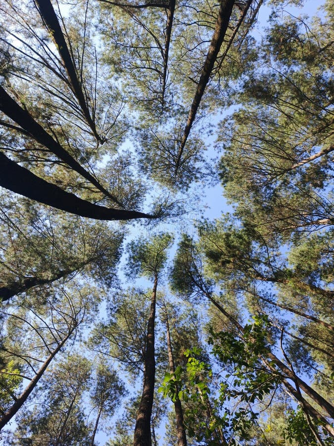 Green and Cool Under the Trees Blowing in the Wind Stock Photo - Image ...
