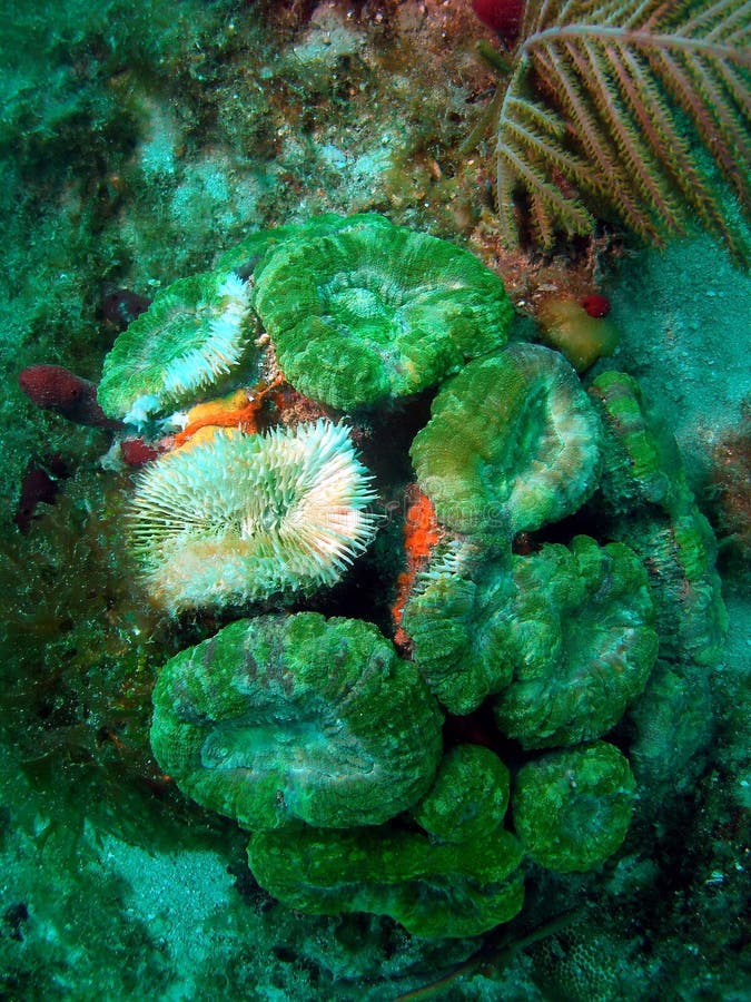 Green coral reef stock photo. Image of background, underwater - 12685774