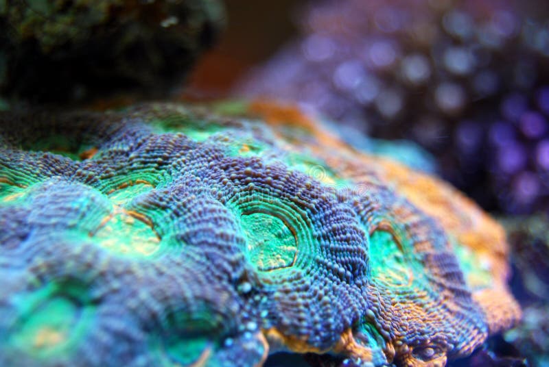 Green, Coral, Coral Reef, Reef Picture. Image: 100704051