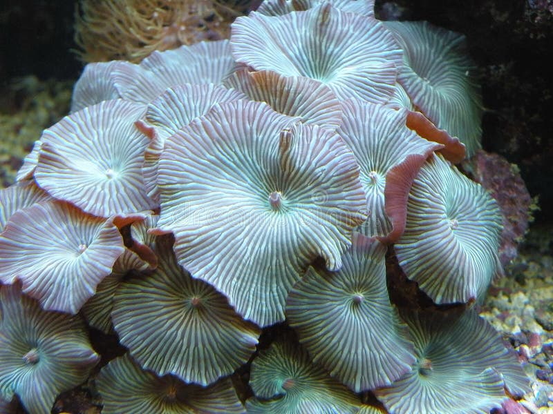 Green coral reef stock photo. Image of background, underwater - 12685774