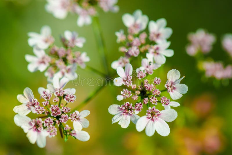 Green Coriander field stock image. Image of farm, growth - 141539579