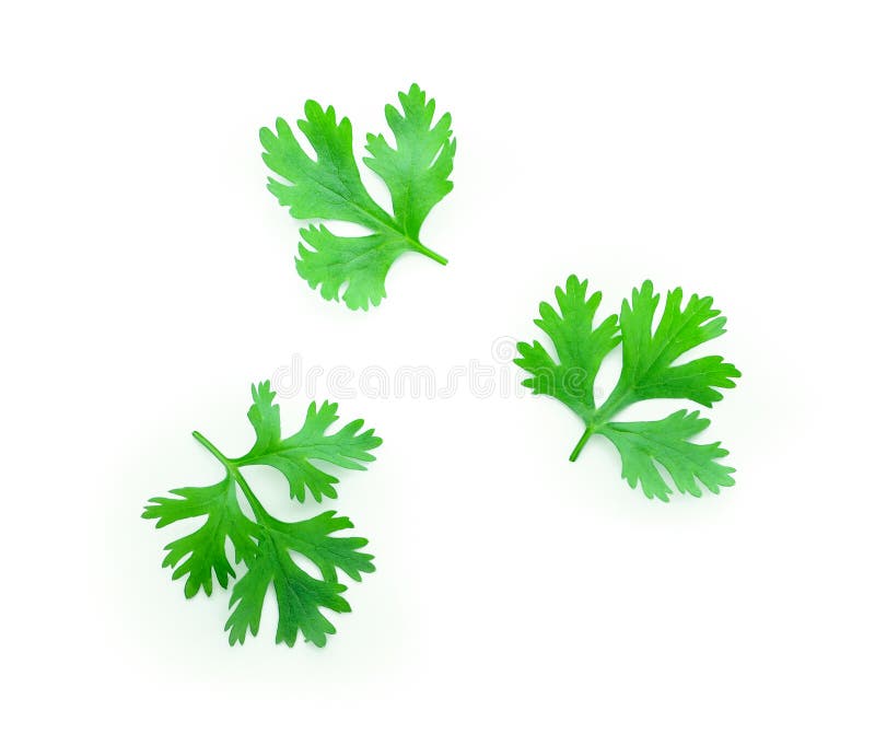Green Coriander Leaves Close-up, Isolation on a White Background. Top ...
