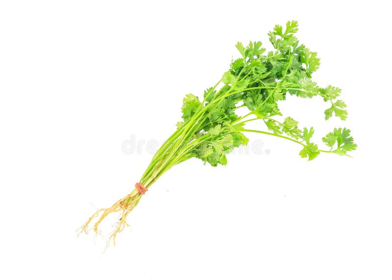 Green coriander stock image. Image of delicious, gourmet - 48160369