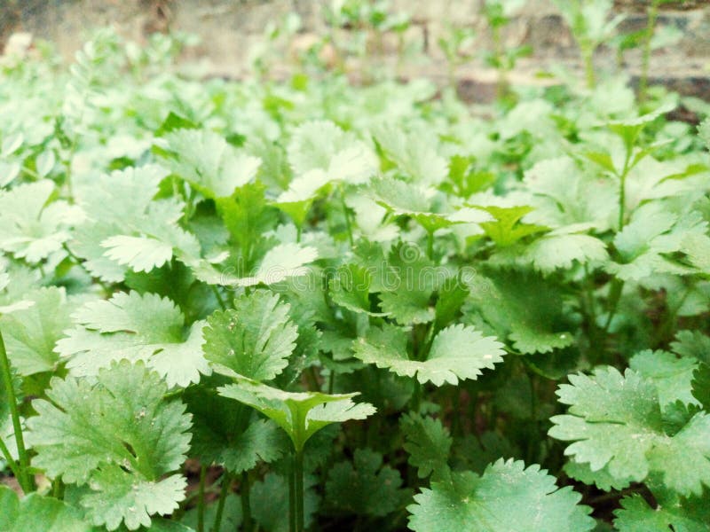 Green coriander stock photo. Image of greenplans, plants - 132350374