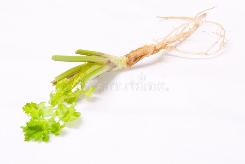 Green coriander root stock photo. Image of freshness - 20811830