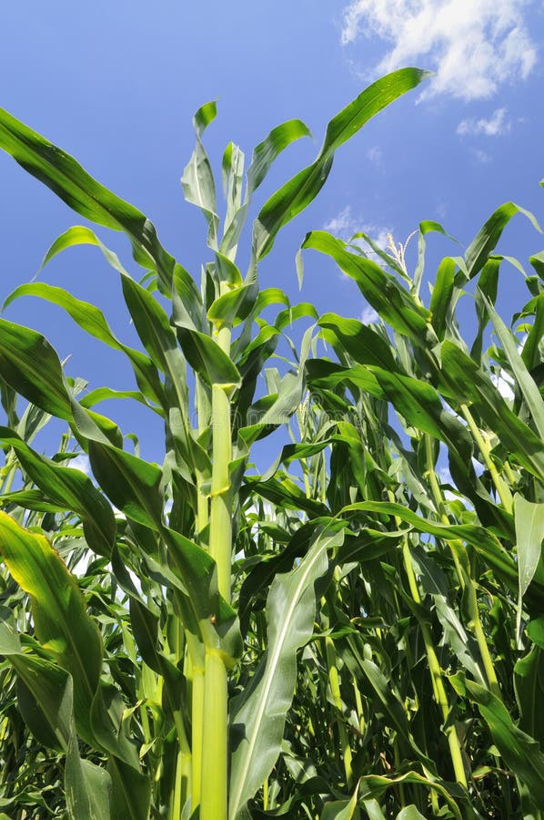Green corn field stock image. Image of countryside, industry - 54756513