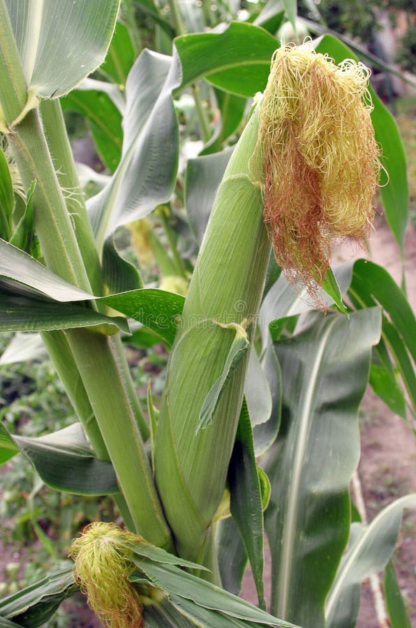 Corn blade figures stock photo. Image of decorative, figure - 44369922