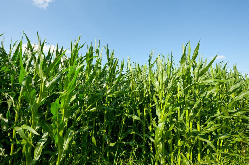 Fodder Corn stock photo. Image of clouds, agriculture - 21285202